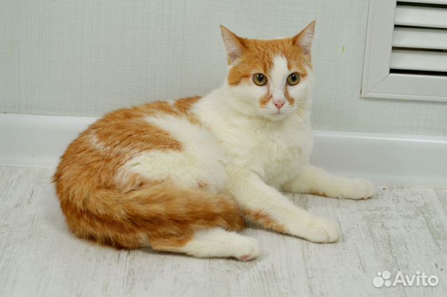 Кошка