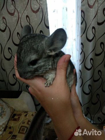 Шиншиллки