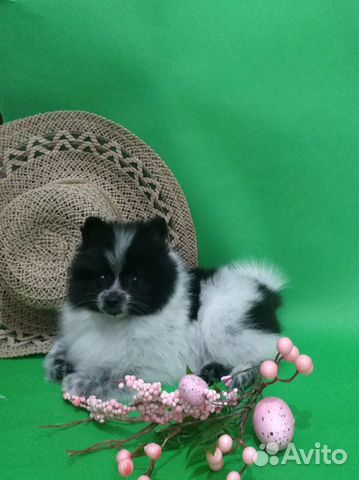 Мишка панда