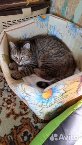 Кошка Плюша, стерилизована