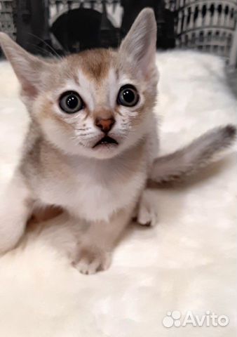 Дюймовочка Сингапура