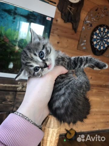 Осталась одна кошечка, отдам самому хорошему хозяи