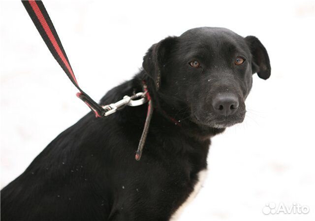 Небольшая собачка Крошка, ждёт хозяина