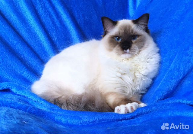 Мальчик Рэгдолл