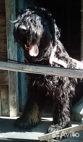 Открыт для вязок кобель рчт нестандартного окраса