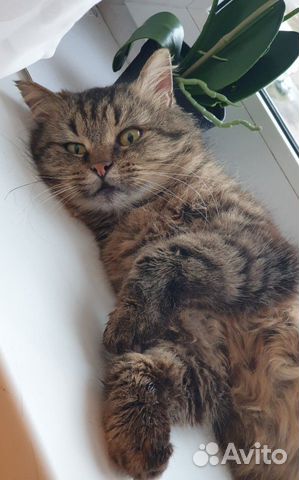 Брутальный кот Василий ищет дом