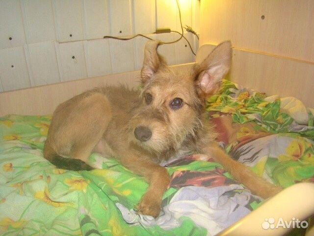 Отдам щенка в добрые руки