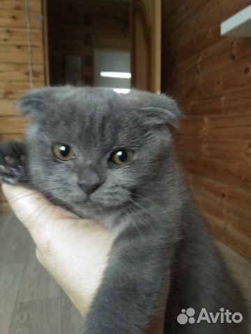 Котенок кошечка шотландская