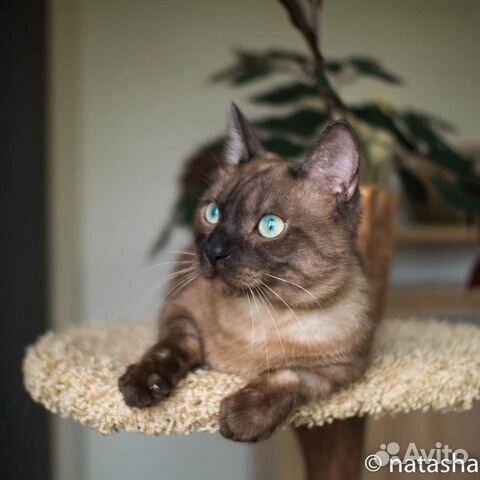 Манчкин кинкалоу