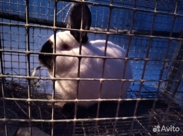 Калифорния.Паннон