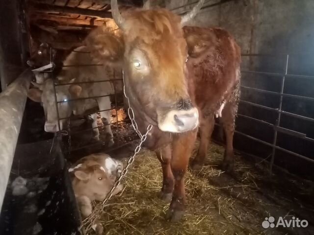 Табун коров с телятами