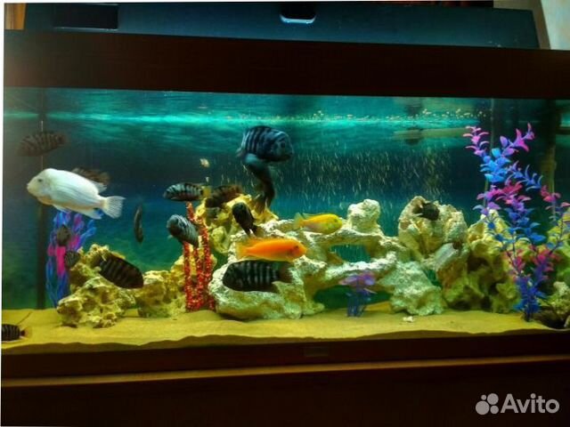 Аквариум juwel RIO180