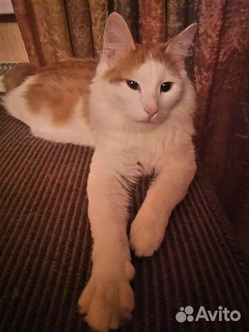 Маркиз, котик 11 мес.Большой, красивый
