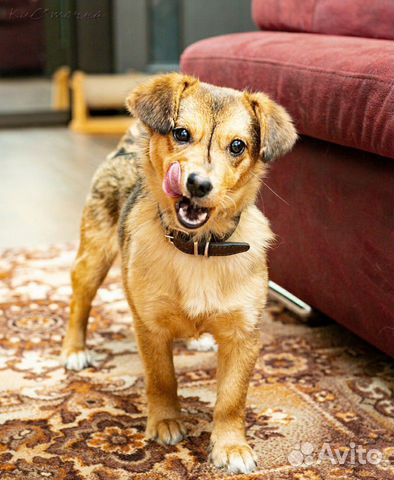 Шаня - малютка в добрые руки