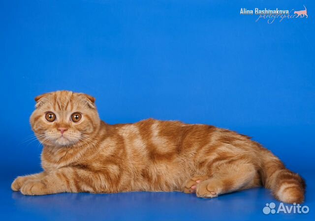 Шотландский мачо