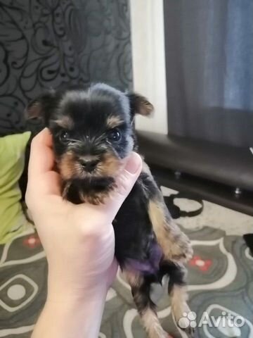 Йоркширский терьер мини бэби-фэйс