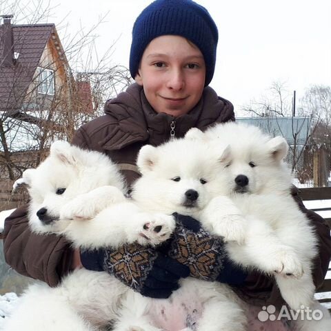 Кому медведя