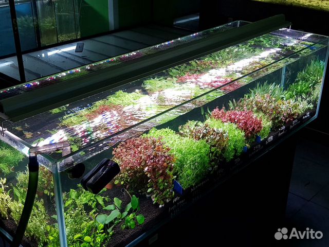 Эксклюзивные Аквариумные Растения - новая поставка