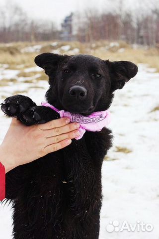 Щенок Астра в добрые руки