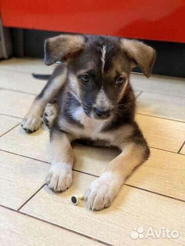 Джессика ищет дом