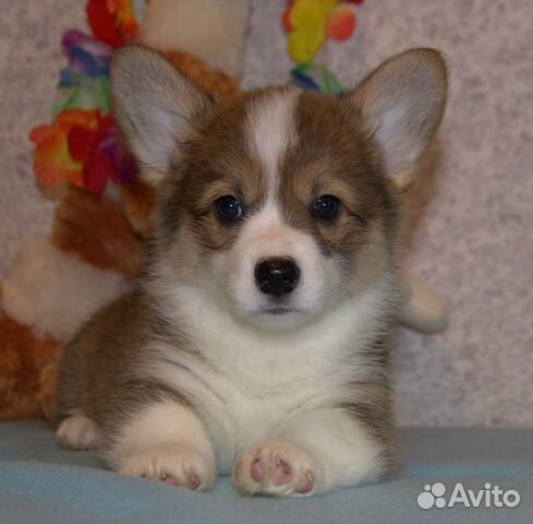 Щенки Вельш Корги Пемброк