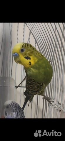 Волнистые попугаи возраст 1 год
