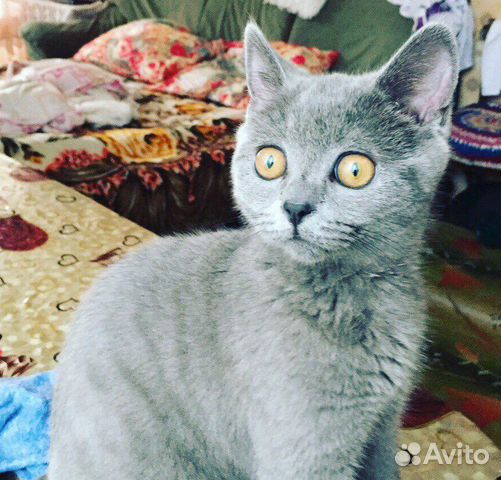 Британская кошечка Эвелина