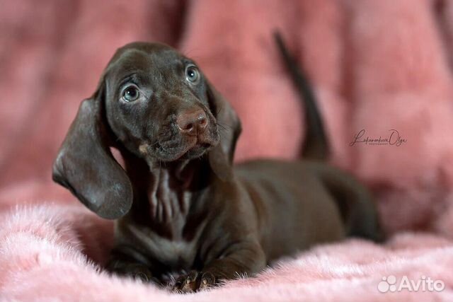 Шоколадная принцесса