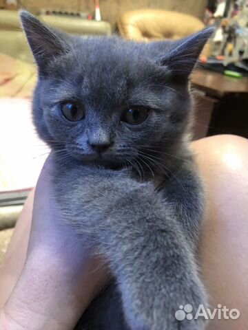 Шотландский мальчишка