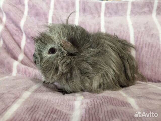 Морская свинка перуанец самец