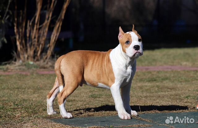 Рыжий мальчик тяжёлого типа 3 месяца