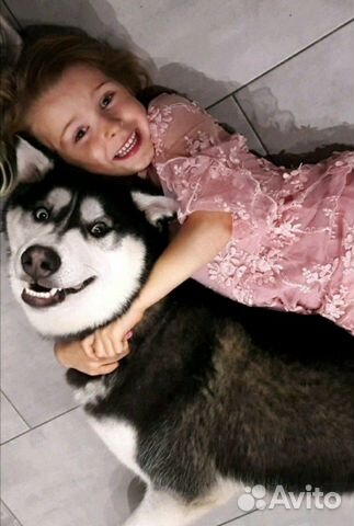 Сибирский хаски Арлекин разноглазый