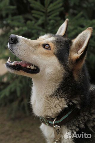 Хаски(метис) ищет дом