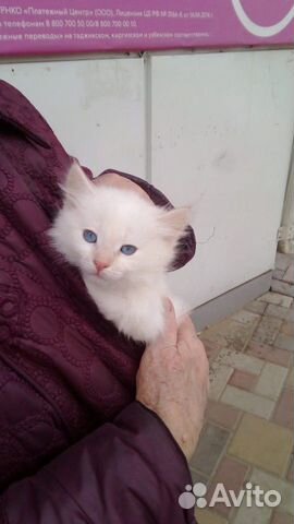 Шикарный котеночек в дар