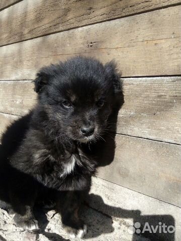 Крош ищет дом