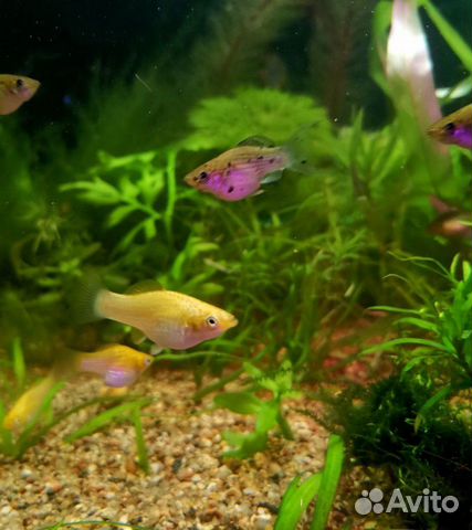 Моллинезии, лимии, балоны