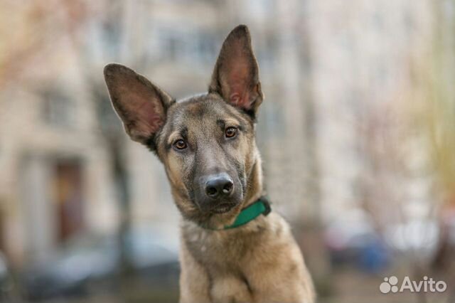 Красотка Бусинка ищет Добрый Дом