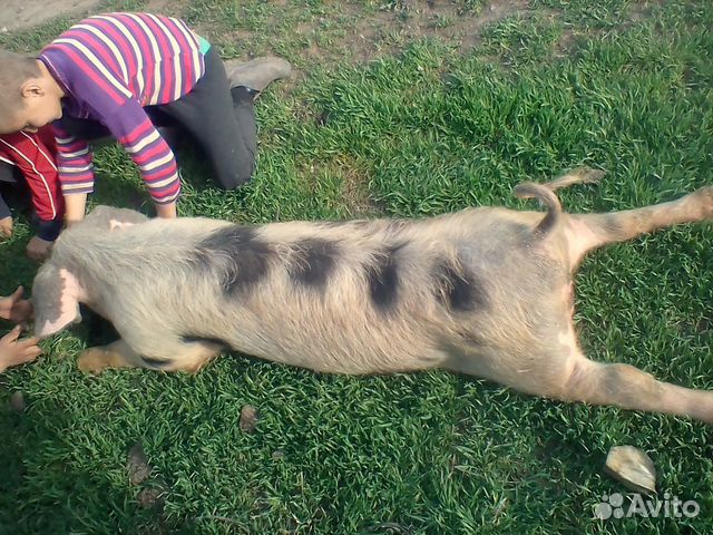 Продам поросят