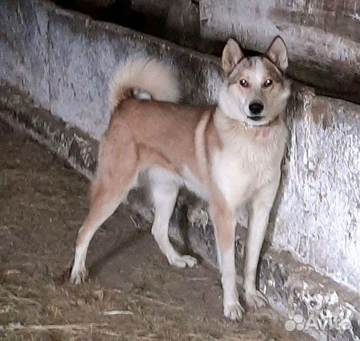 Кобель. Сука. заподно - сибирская лайка