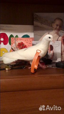 Чешский почтовый голубь