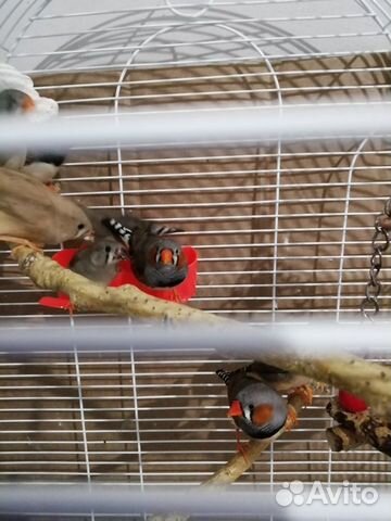 Амадина зебровая