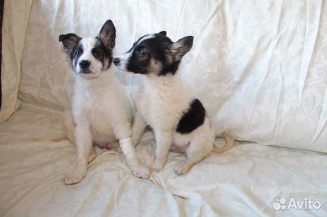 Красавчики щенки в добрые руки (2,5 мес.)