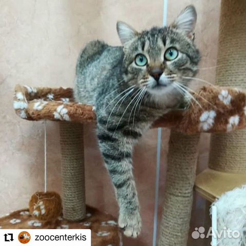 Полосатый кот с бирюзовыми глазам в дар