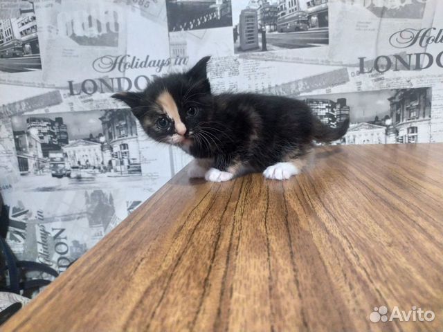 Котёнок девочка