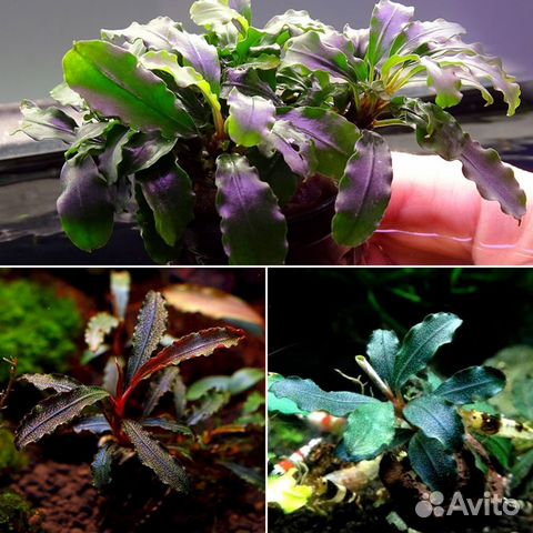 Буцефаландры и другие живые растения для аквариума