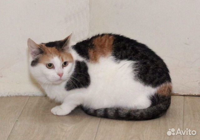Молодая красавица