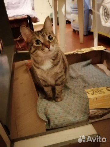 Кошечка Кнопка