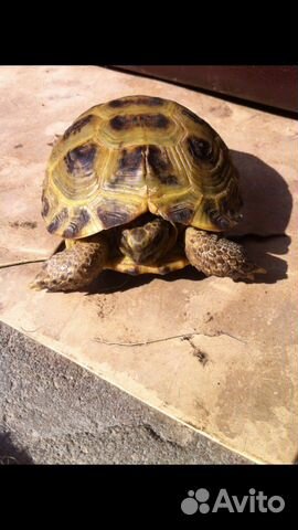 Черепаха сухопутная