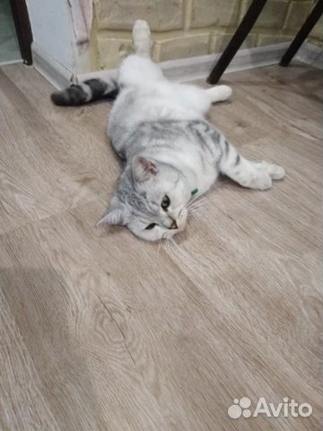 Пропал котик