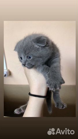 Котята Британские